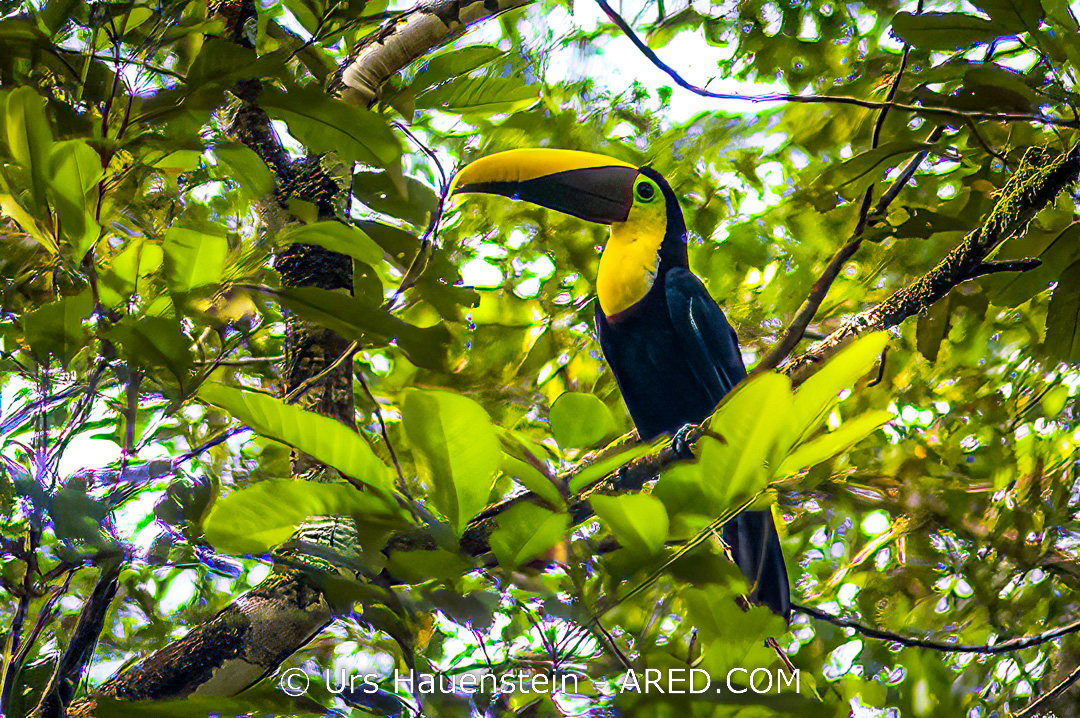 Birdwatching in Panama: A Paradise for Nature Enthusiasts