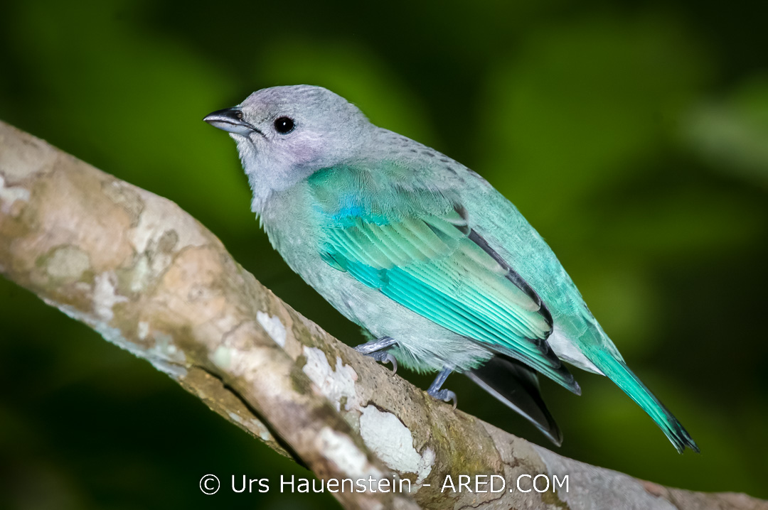 Birdwatching in Panama: A Paradise for Nature Enthusiasts