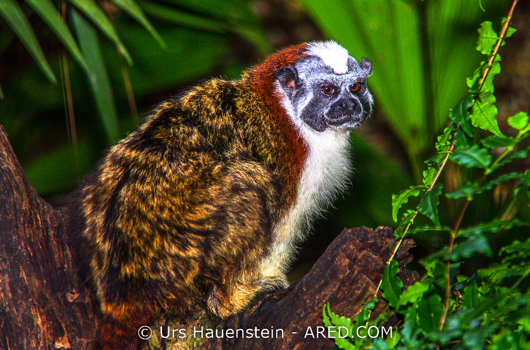 Discover the Diverse Wildlife of Costa Rica